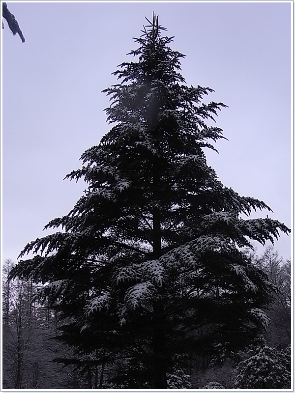鳥取県西伯郡大山町 有限会社 田宮園芸～生産樹木品種紹介～